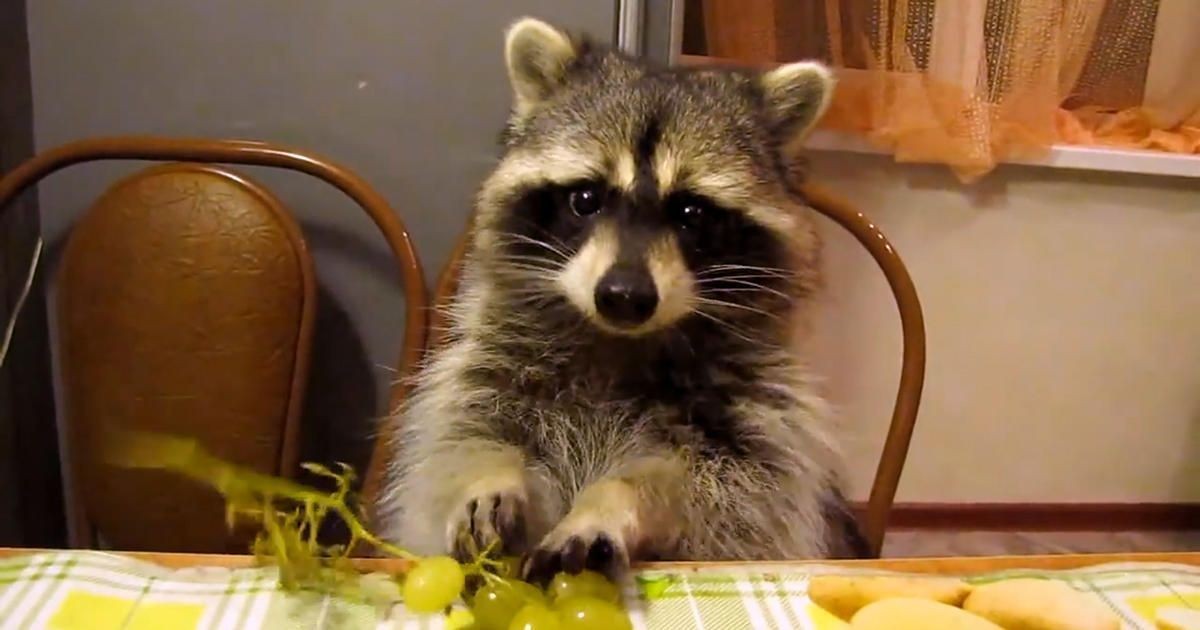 Το βίντεο που θα σας φτιάξει την μέρα: Ρακούν τρώει σταφύλια με τρομερή ...