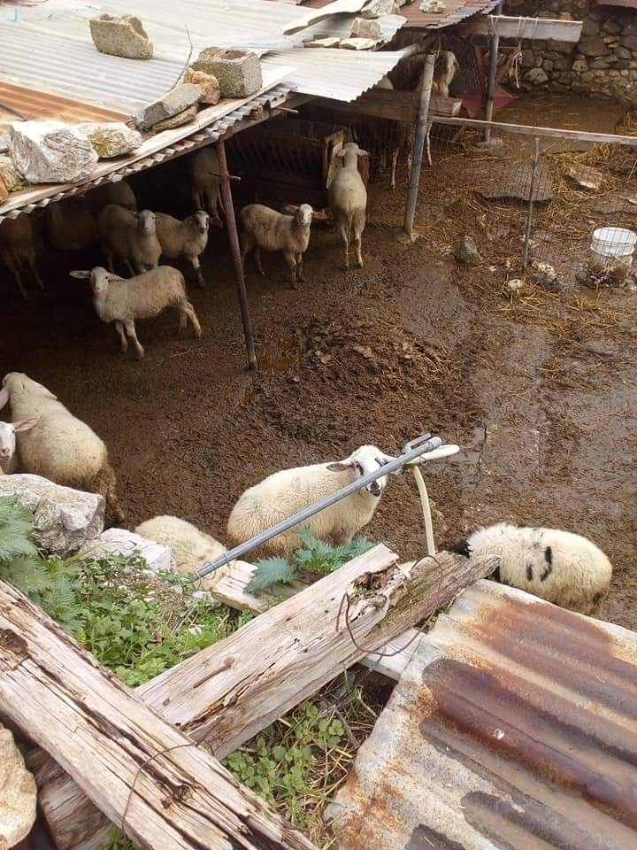 Κερατέα: Βαρύς ο πέλεκυς της Δικαιοσύνης για κτηνοτρόφο που κακοποιούσε ...