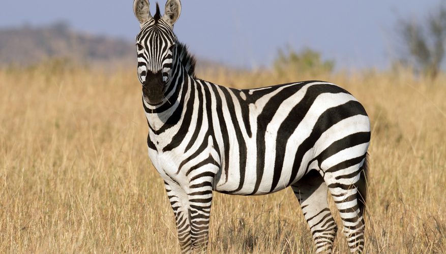 Γιατί η ζέβρα έχει ρίγες; - Mononews.gr