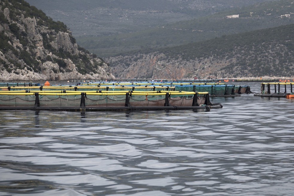 Amerra: Μετά το deal με Νηρέα-Σελόντα, στην Περσεύς με 41,5% - Mononews.gr