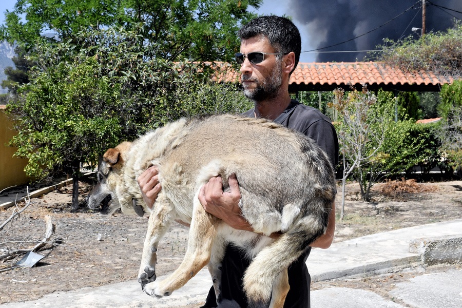 Φωτιά: «Αυτή τη στιγμή θέλω να πεθάνω» - Συγκλονίζει η υπεύθυνη του ...